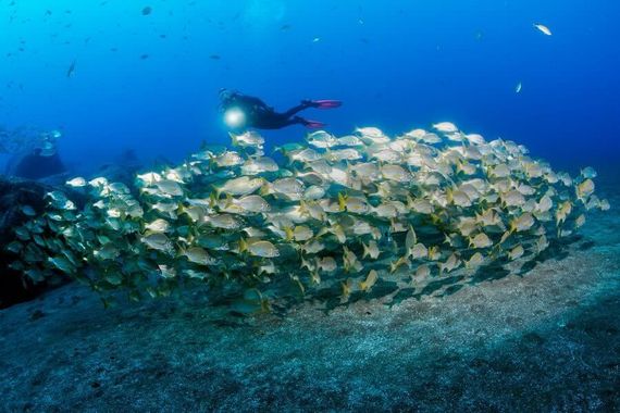 Duikvakantie Madeira | Diving World Duikvakanties