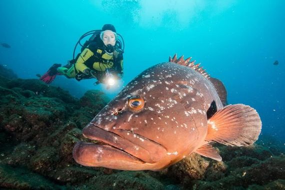 Duikvakantie Madeira | Diving World Duikvakanties